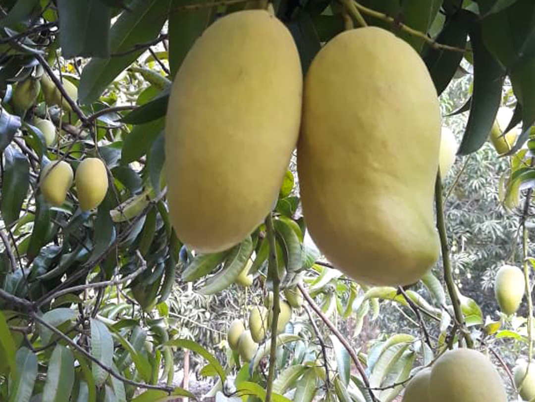 Aztec Fruits