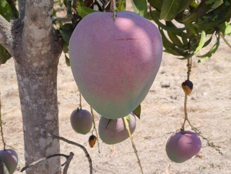 Aztec Fruits